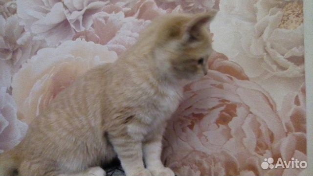 Кошечка 6мес. стерилизованна, здоровая, умная