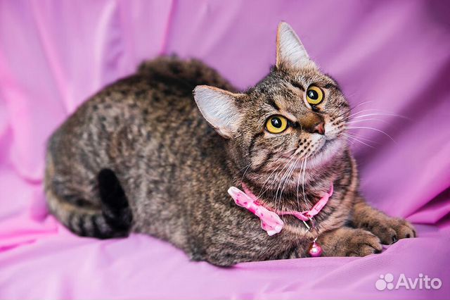 Полосатое чудо - Маруся в дар