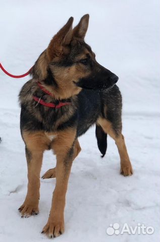 Необыкновенной красоты и ума щенок в добрые руки