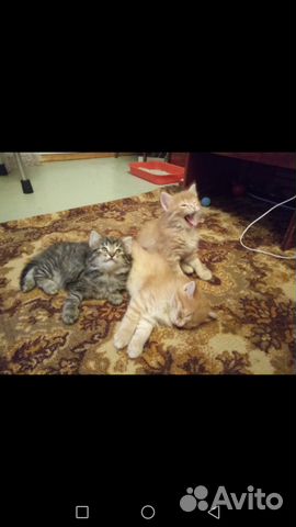 Котята-рыжики в добрые и надежные руки