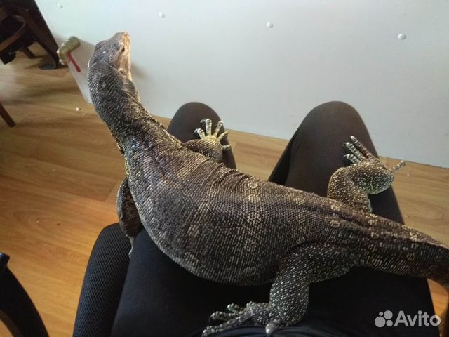 Азиатский водный (полосатый) варан