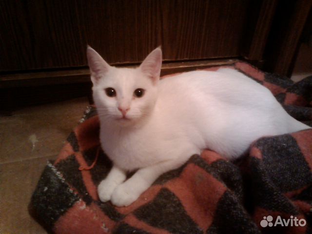 Котята разного возраста и окраса