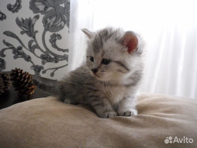 3 котенка (мраморные британские)