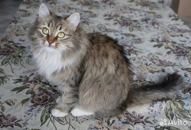 Молодая кошечка в добрые руки