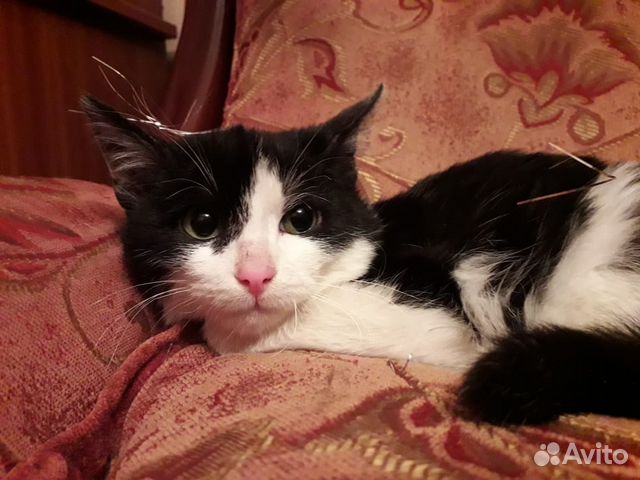 Котёнок Бася 4 мес в добрые руки
