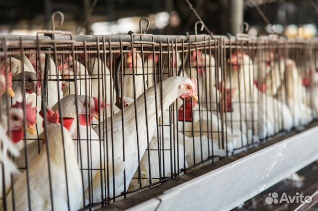 Молодки опт