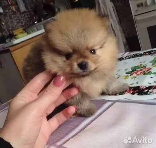 Померанский шпиц
