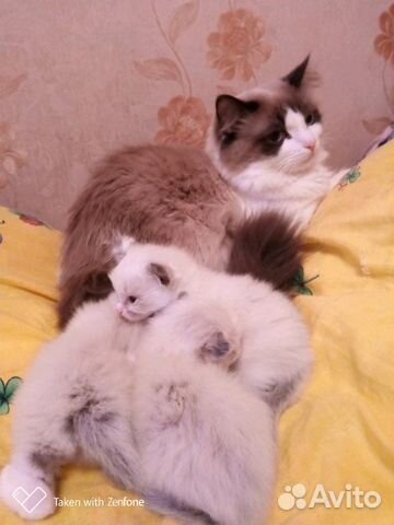 Куколки рэдголл на 8 марта