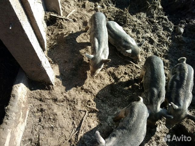 Поросята породы венгерская мангалица