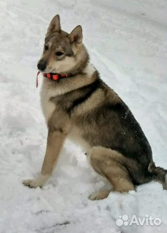 Лайка