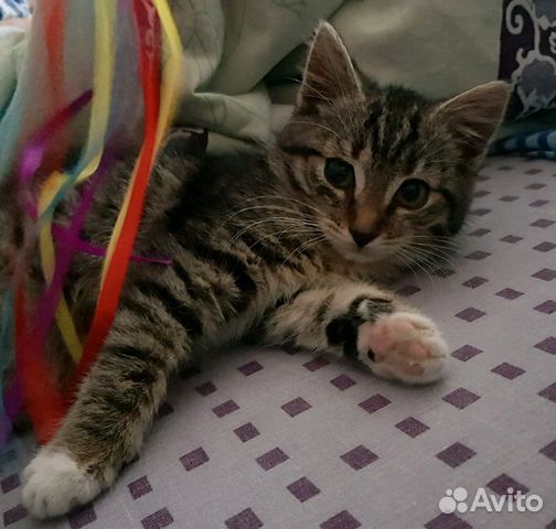 Котёнок