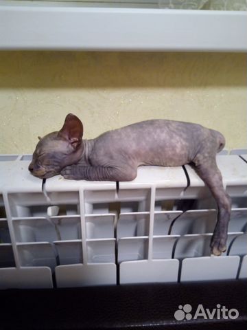 Котята (донской сфинкс)