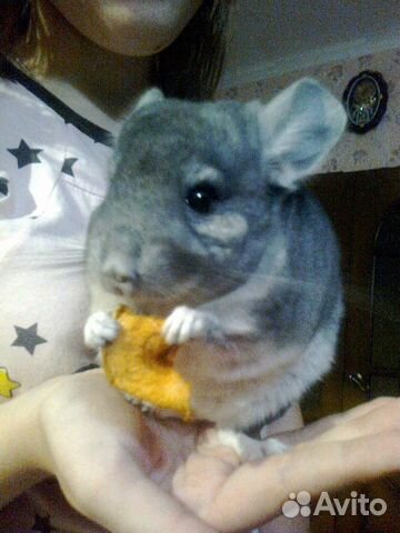 Продаю шиншиленка 6мес.мальчик