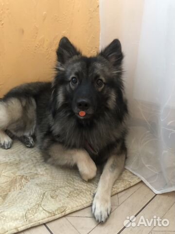 Метис кеесхонд вольфшпиц