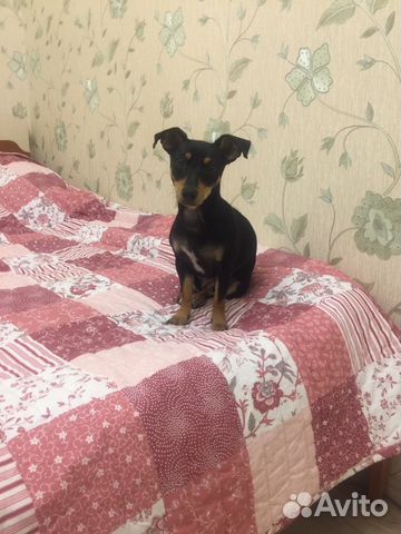 Цвергпинчер в дар