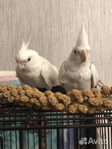 Попугаи Кореллы