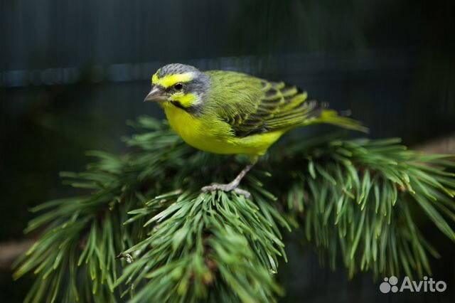 Мозамбикский вьюрок (амадины, астрильды)
