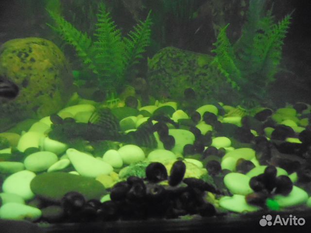 Продам сомиков