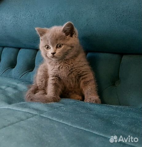 Шотландские котята (Клубные)