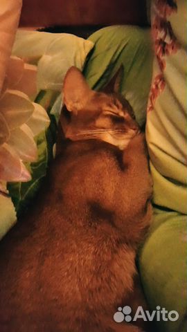 Аби котики цвет соррель и фавн для вязки