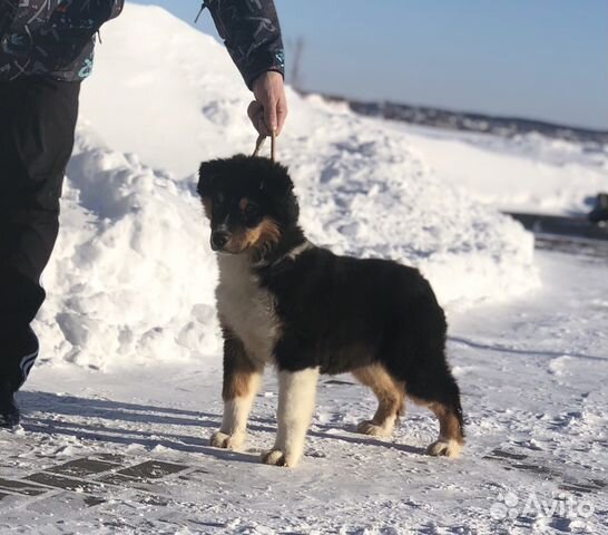 Красивый мальчик австралийской овчарки