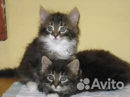 Сибирские малышки