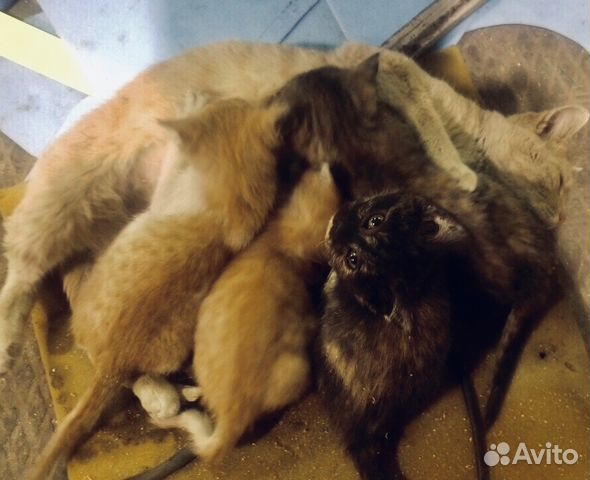 Котятки)