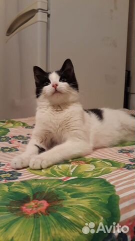 Котенок девочка