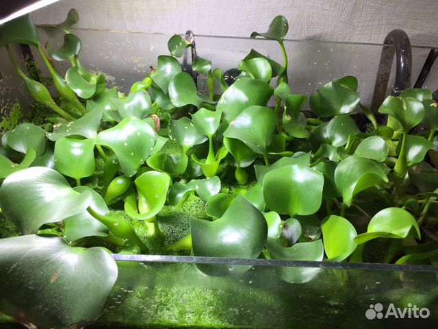 Эйхорния(Водяной гиацинт)