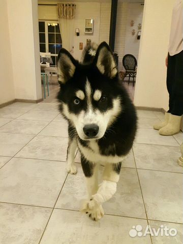 Сибирский хаски