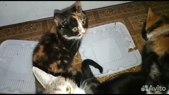 Отдам котят в хорошие руки