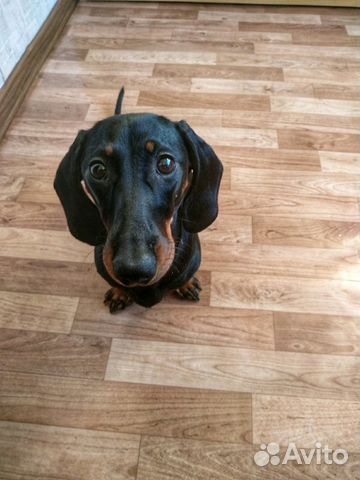 Ищем жениха для карликовой таксы