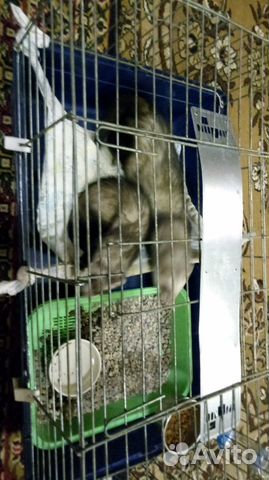 Хорек вязка