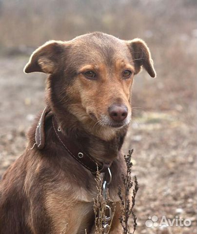 Шоколадная Ириска