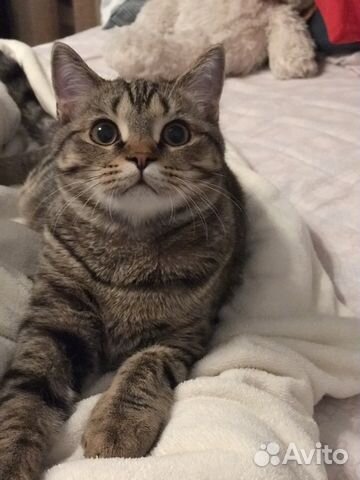 Шатландский котёнок пнямоухий