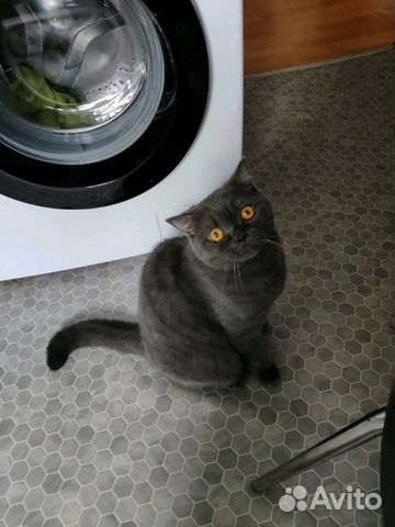 Очаровательный британский котенок