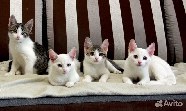 Котята, 2 мальчика и 2 девочки добрые руки