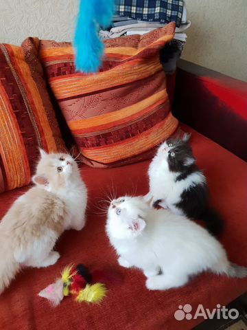 Шотландские котята