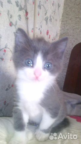 Котята, сибирячки