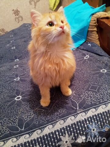 Яшма ищет дом