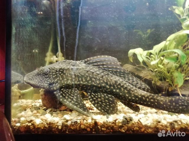 Птеригоплихт парчовый сом