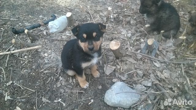 Пристраиваем щенят в добрые руки