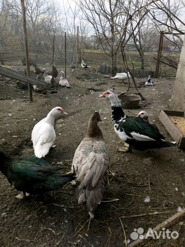 Мускусная утка (индоутка)