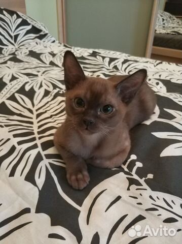 Бурма-котик ищет любящих хозяев