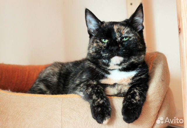 Трехцветная красотка даром