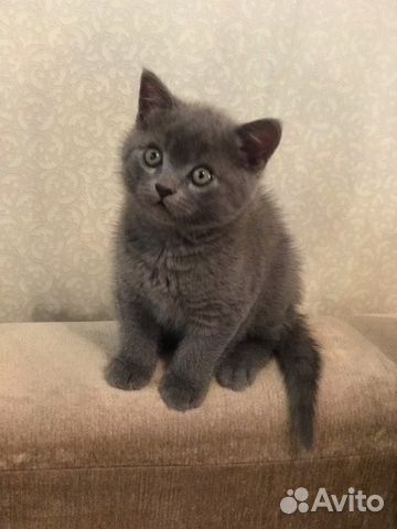 Шотландский котик