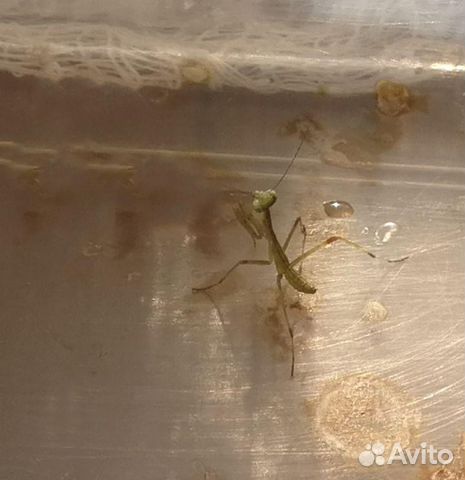 Отдам богомола