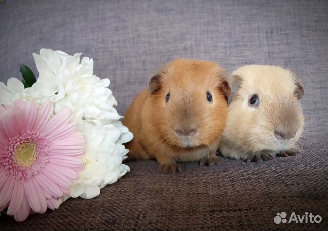 Морские свинки Калифорния, мальчики