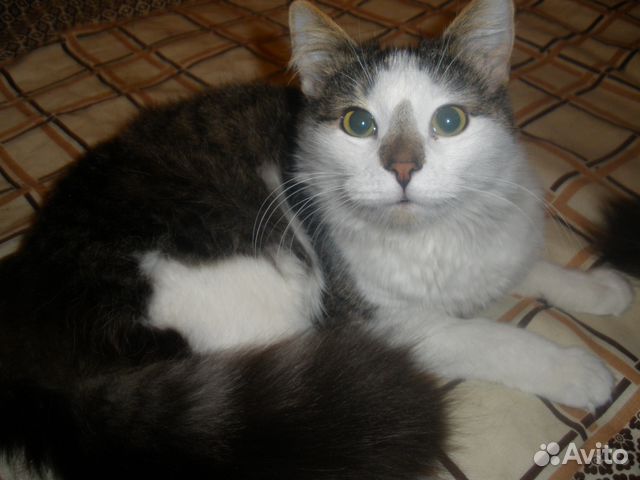 Котик ищет хозяина
