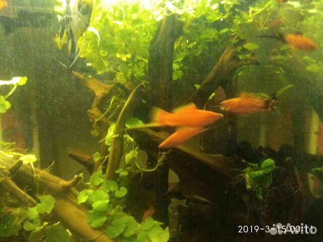 Моллинезии и меченосцы. обмен,продажа